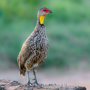 Vögel Afrikas – OZON.PHOTO